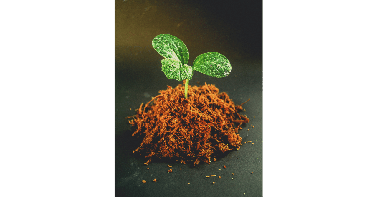 まずは根付かせること｜noriko ooi