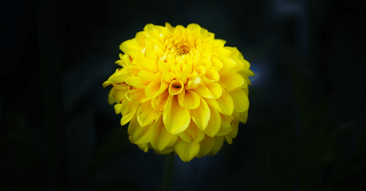 【インスタ集客】Tplus株式会社の評判について調べてみた！｜Tempura集客