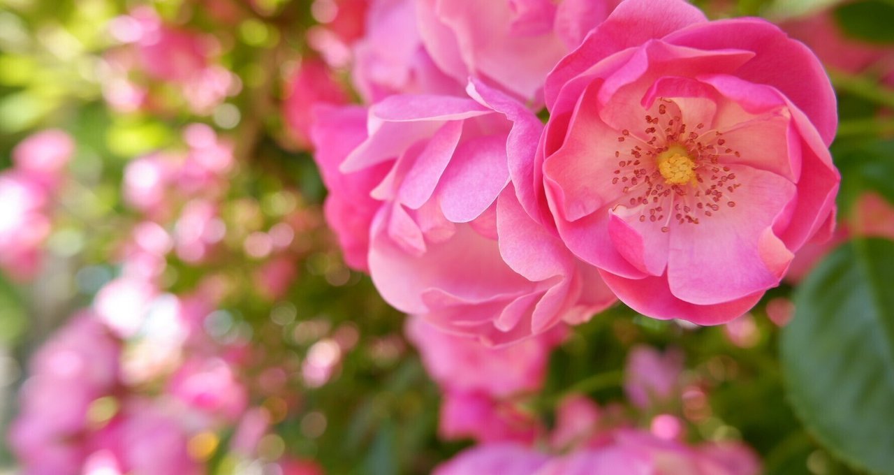 はなこHanako｜note