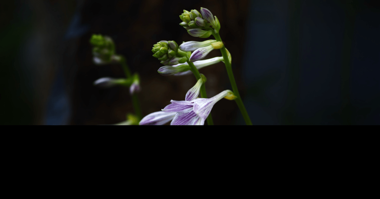 闇のなかでしか感じれない美しさを感じていく｜ソウルメンテナンスmaiam｜内海 舞