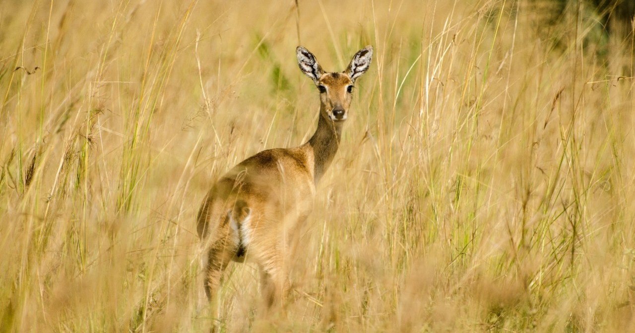 トラウマへの「凍りつき反応」｜Keiko Usami｜note