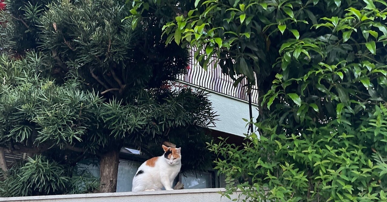 将来の夢 1｜dotomi