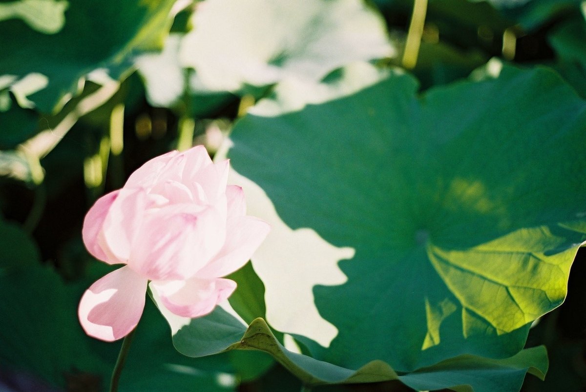 003 紹介と復活｜kbfm