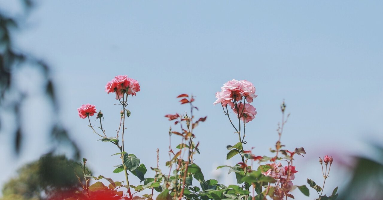 自己紹介｜ぽんこ