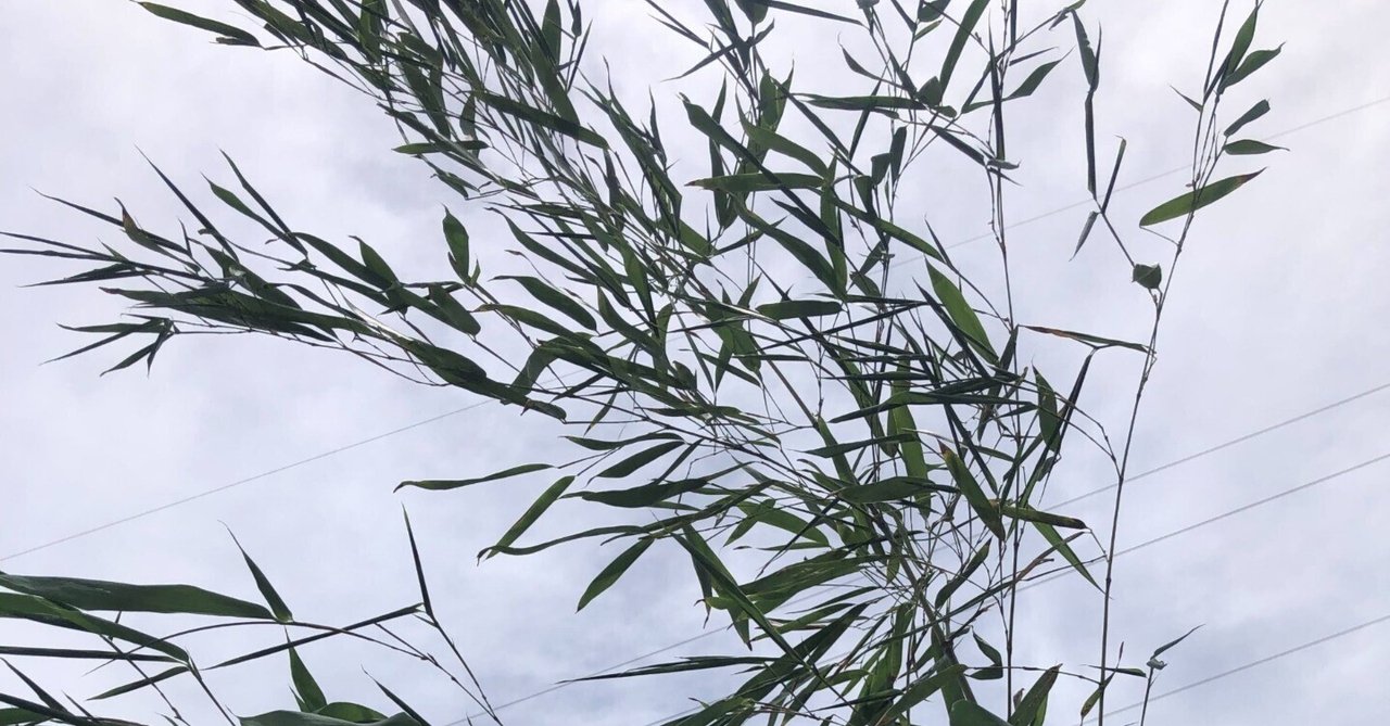 竹取りに行った話！｜NPO法人TEDIC