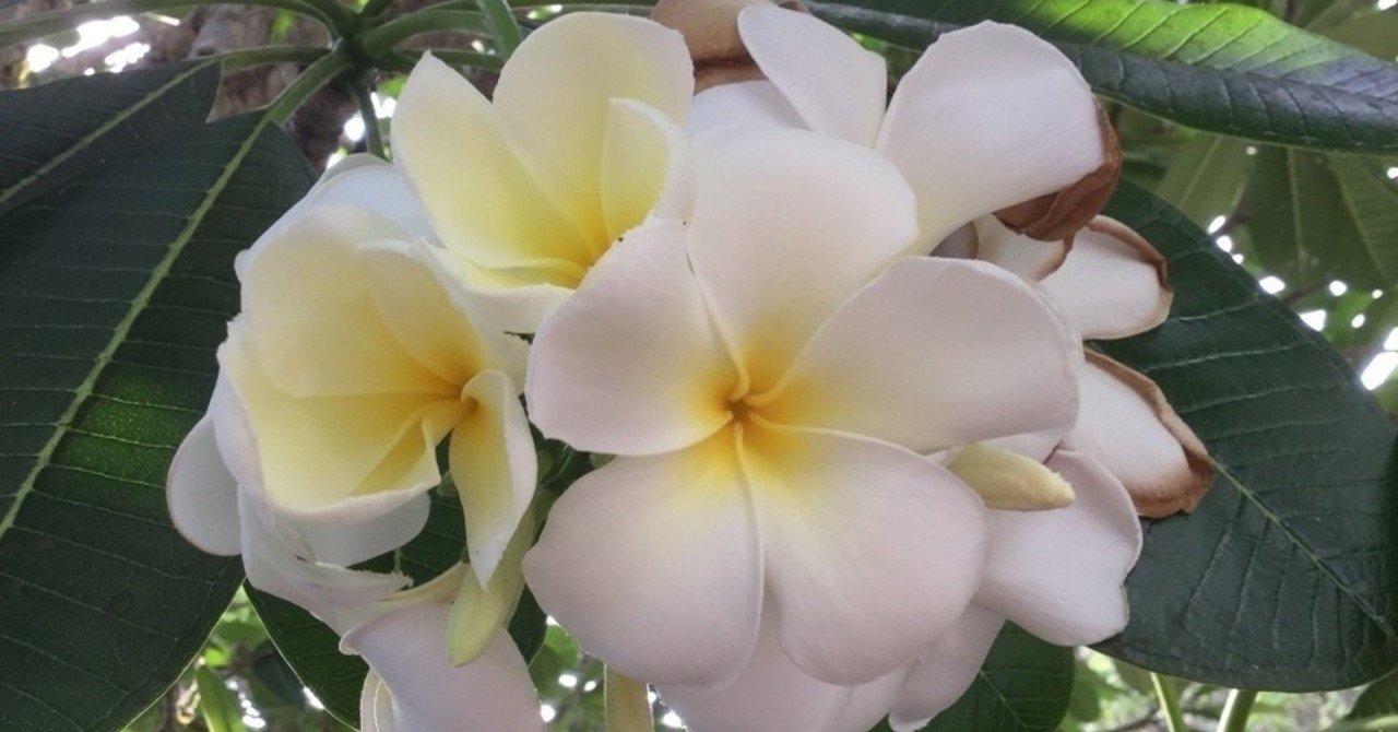 Puja Tri Sandhya｜Jepunsari