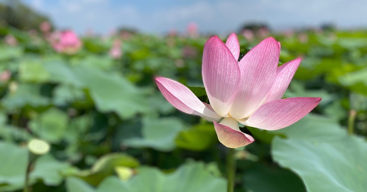 ピンチをチャンスに｜Gengo Seta