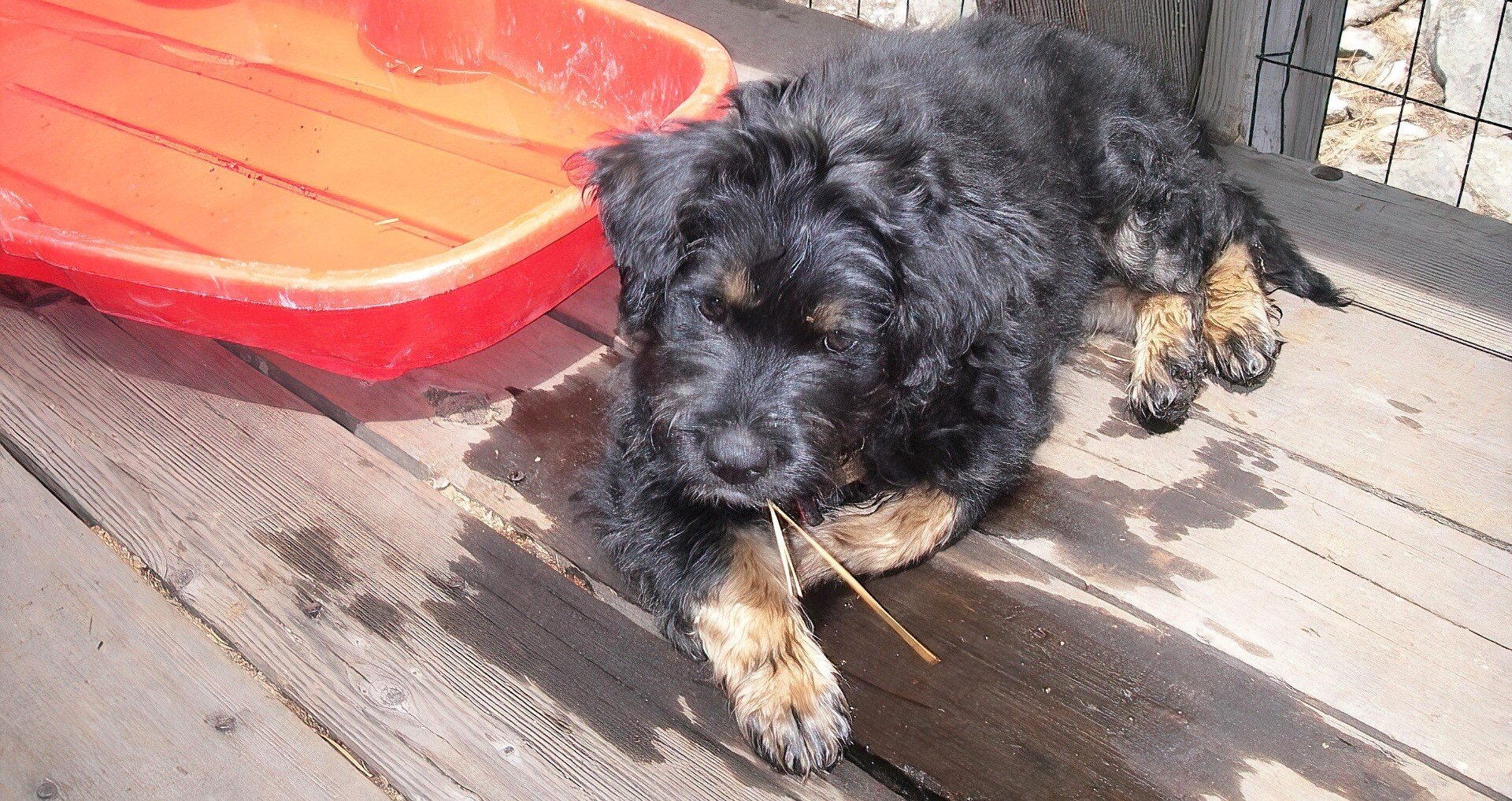 くまの冒険：パピー時代｜みかどん（Mikako Hoshi)｜note