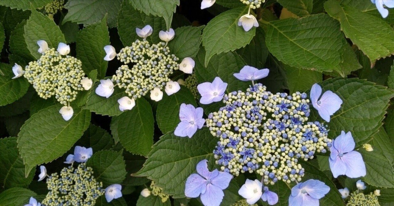 TypeScript 入門の記録（25）プロを目指す人のためのTypeScript入門（10）文字列型、真偽値 ｜jnkykn