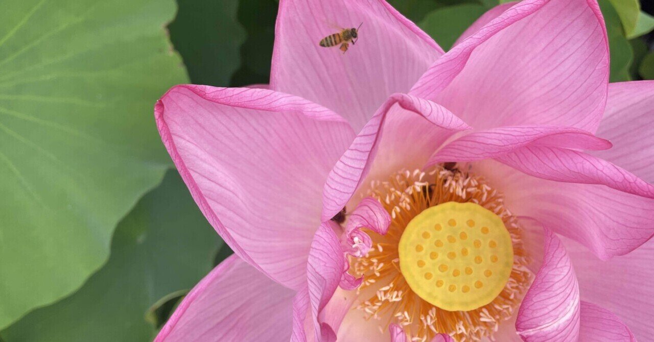 二匹の女王…【養蜂生活466日目】｜yabusan（823）