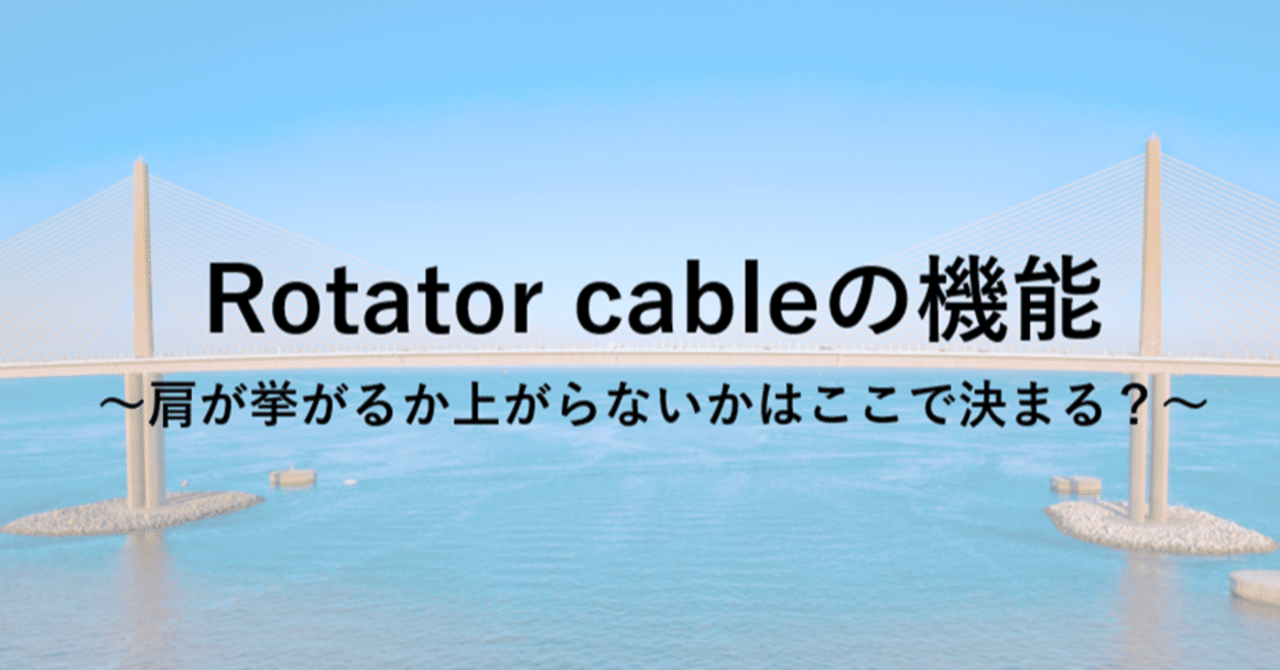 Rotator cableの機能～肩が挙がるか上がらないかはここで決まる？～｜Y.K