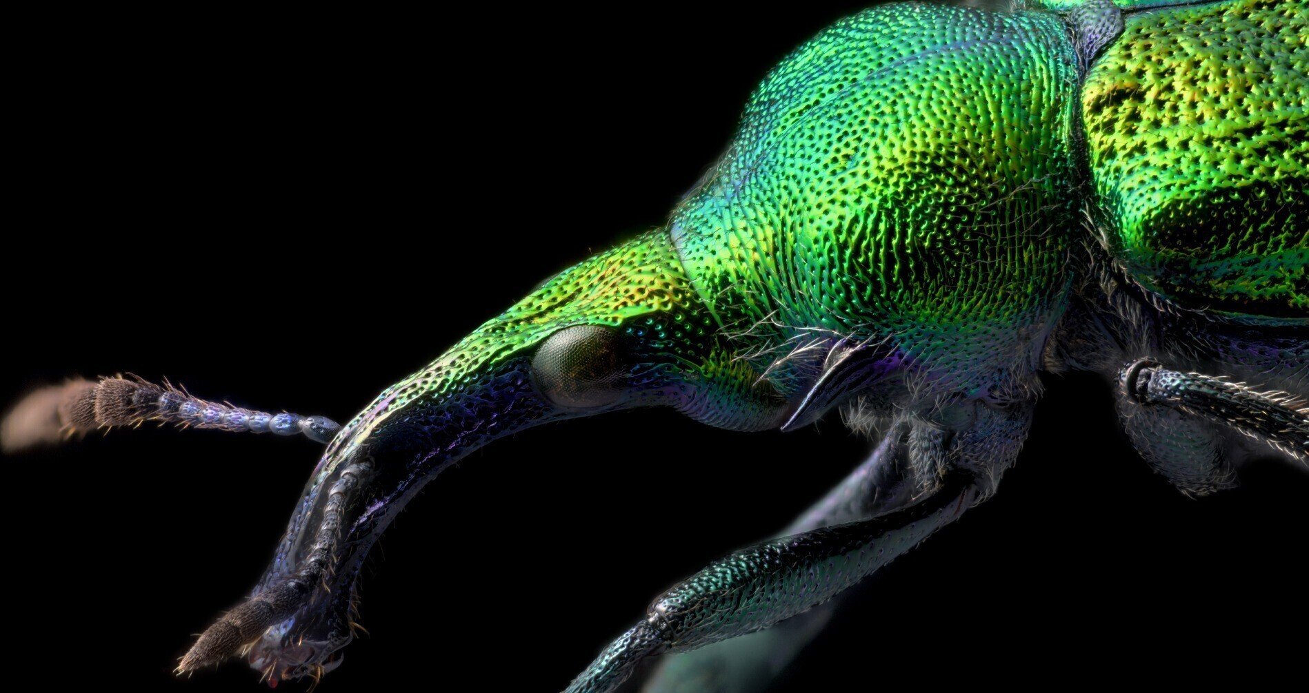 平井文彦 TOKYO BUG BOYS ｜note