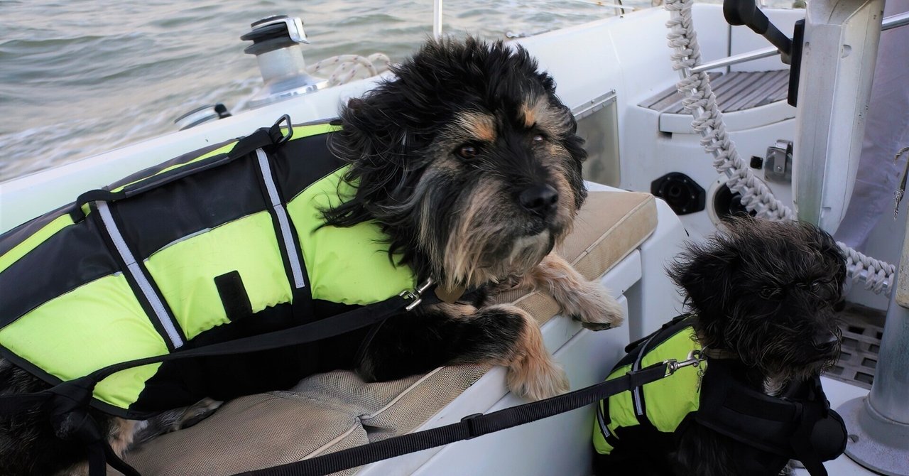 ヨットでお出かけ①サンフランシスコ湾はクルージング天国｜みかどん（Mikako Hoshi)