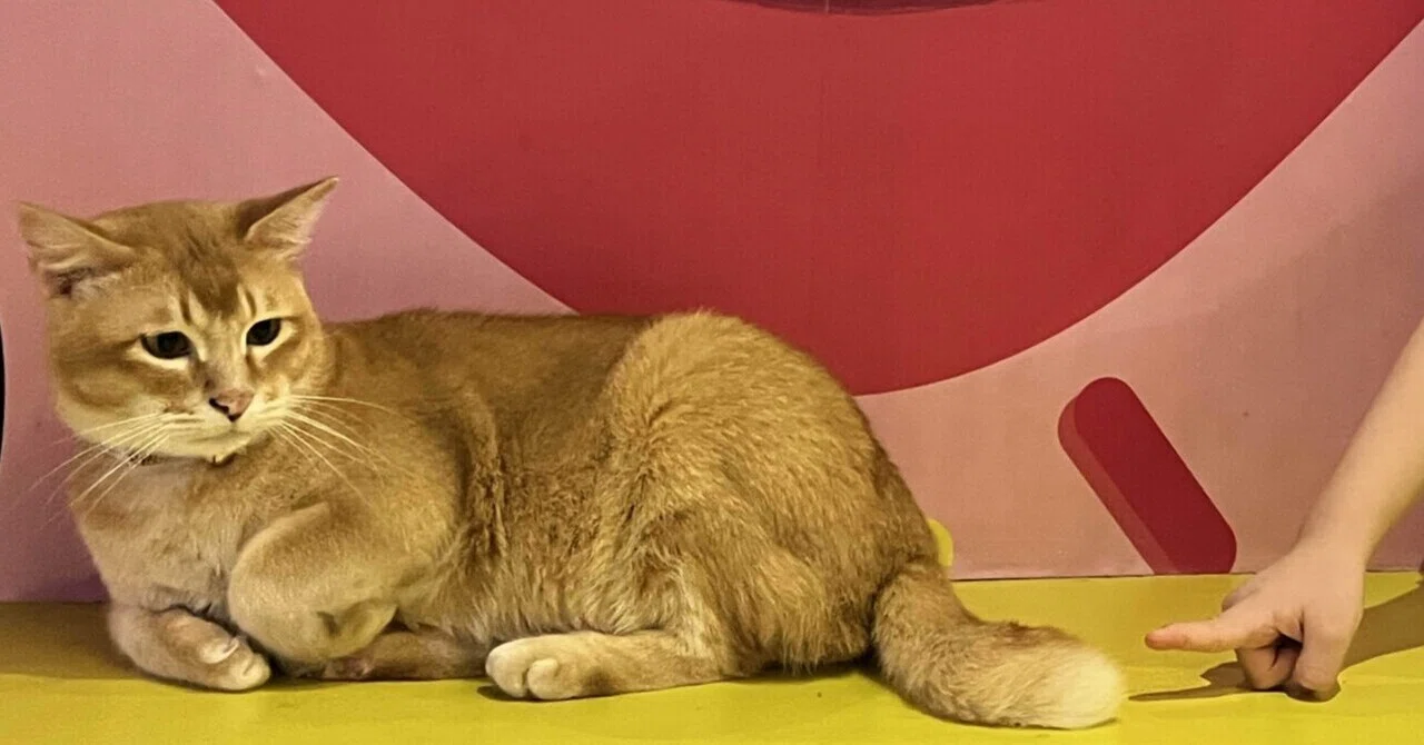 【マレーシアで猫カフェ】 Sunway Putra MallのCAT Playgroundに行ってきた｜suni@マレーシア