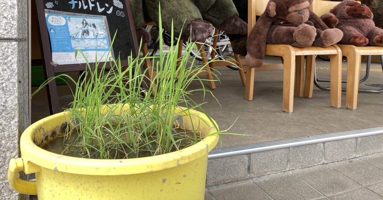自然農法×バケツで始める米づくり13。田植え体験教室の開催｜Yuki Omori｜note