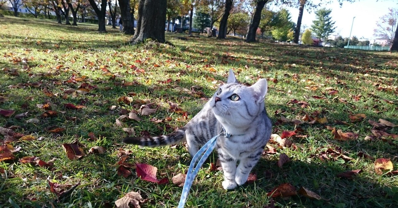 奇跡講座WB実践33 世界について別の見方がある｜(Linp&Ruru)本当の自分を知り、本当の自分として生きる