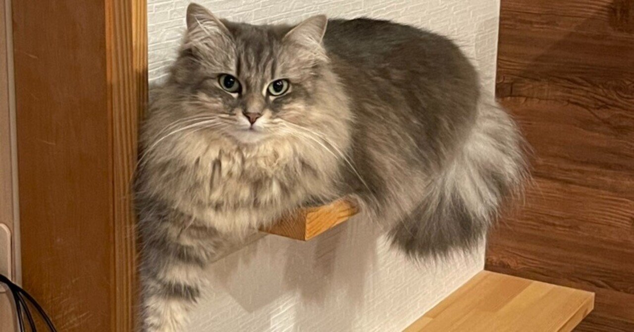 noteデビュー！愛猫家bebehana｜bebehana｜note