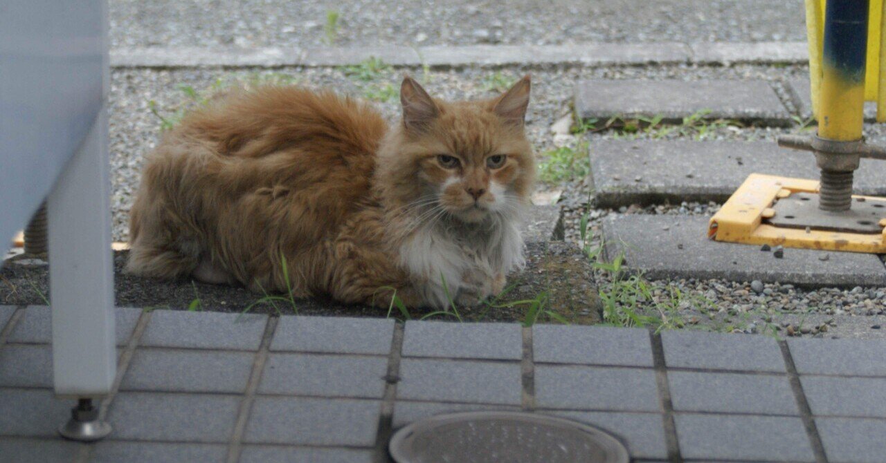 猫飼いたい3｜masato