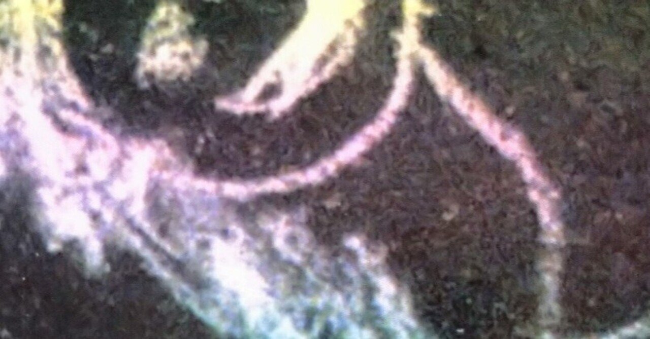 MYMELODY｜noriel🐦