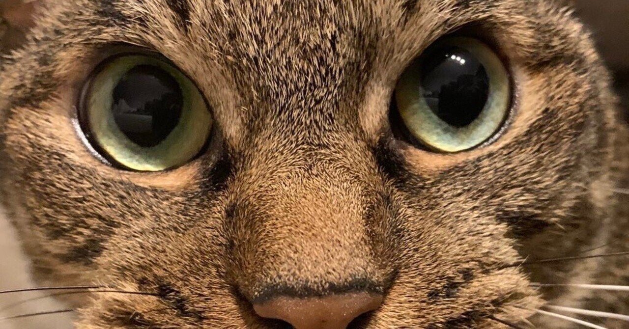 8/6🔥JRAのselect 🔥札幌4R11:20【3歳未勝利】｜😼ちゃっぴー新聞😼