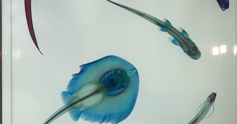 Fukuyama Taichi ｜note