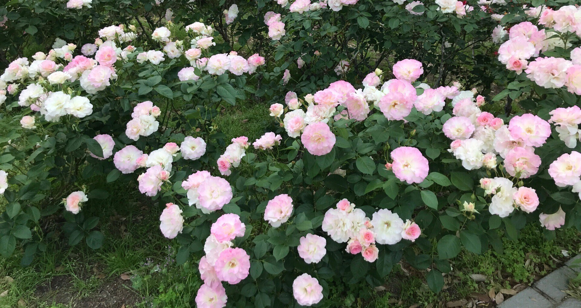 Keiko Yoshida｜note