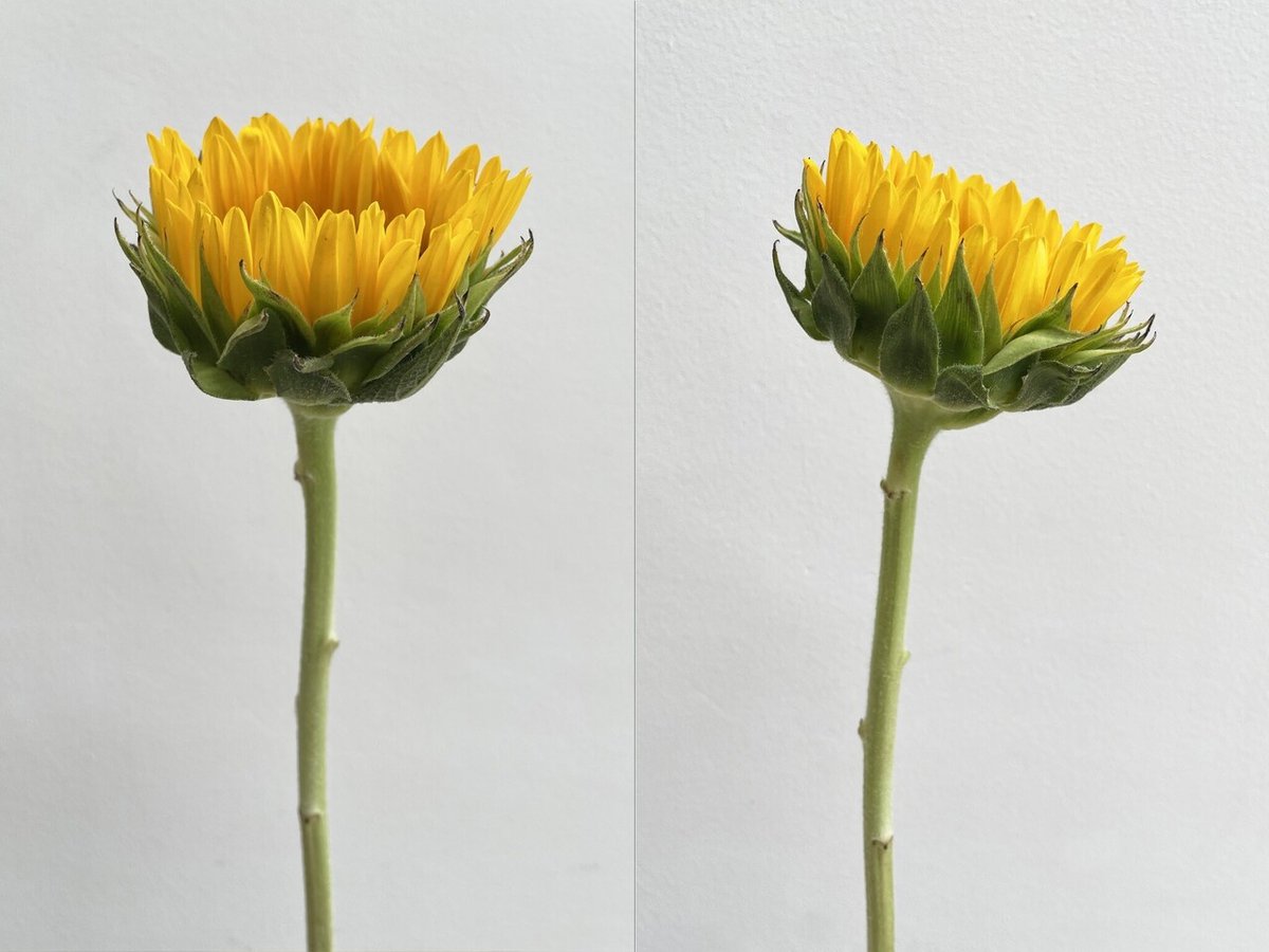 上を向いたひまわり🌻｜D.STYLE