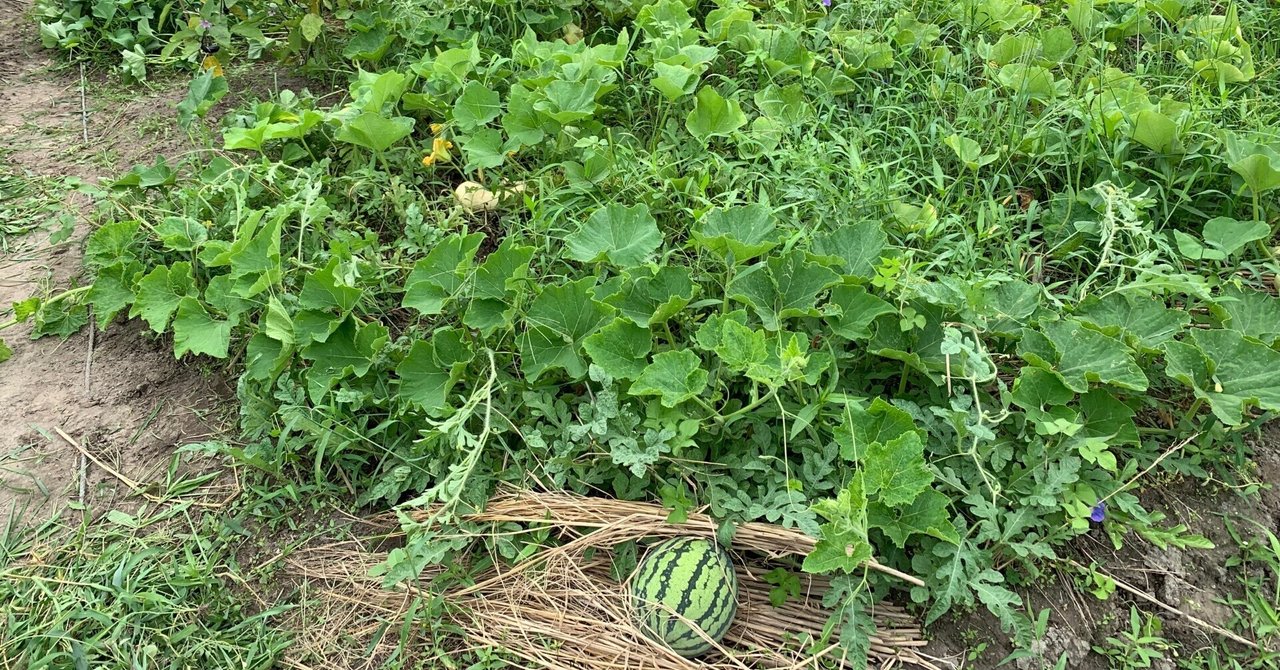 畑に行ってきました♡｜恵 ハニーセラピスト