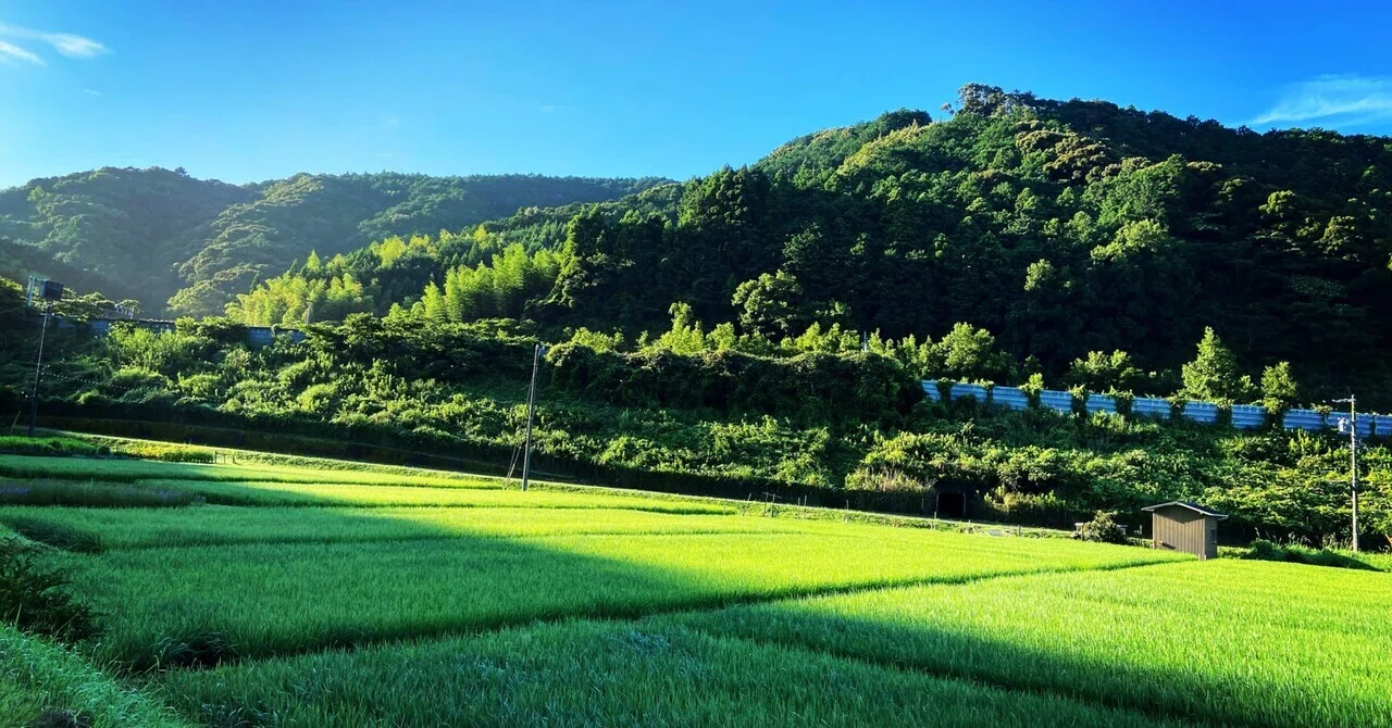 夏のイロドリ｜Satoyama Note