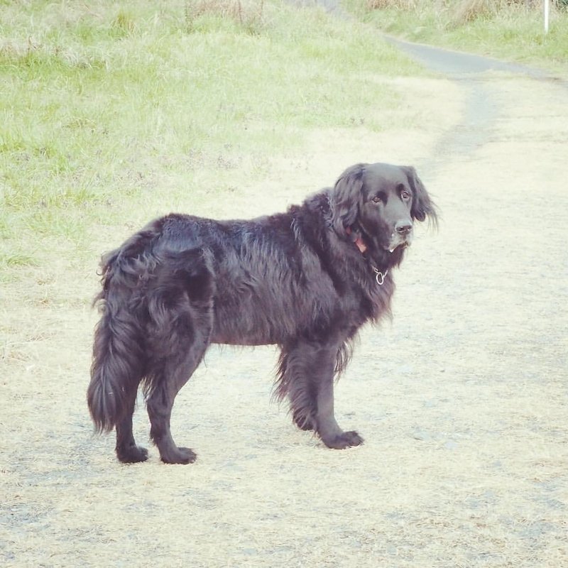 走る。｜chincaron｜note