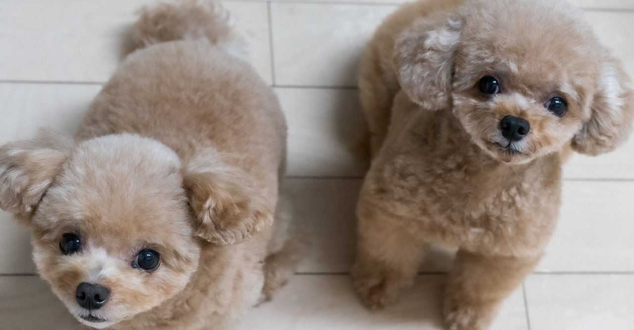 繁殖を禁止されたブリーダー④：声を上げ続ける大切さ｜ひめりんご & 平蔵 (Himeringo & Heizo)