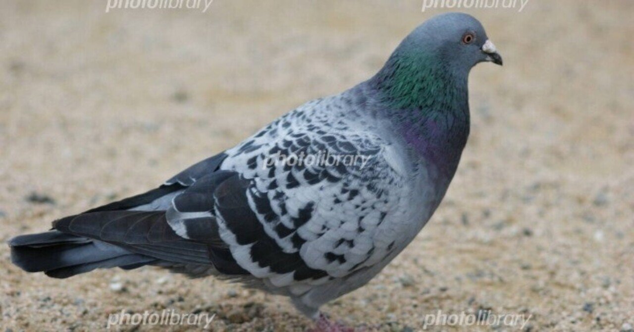 詩作23 はと｜ダノシジン