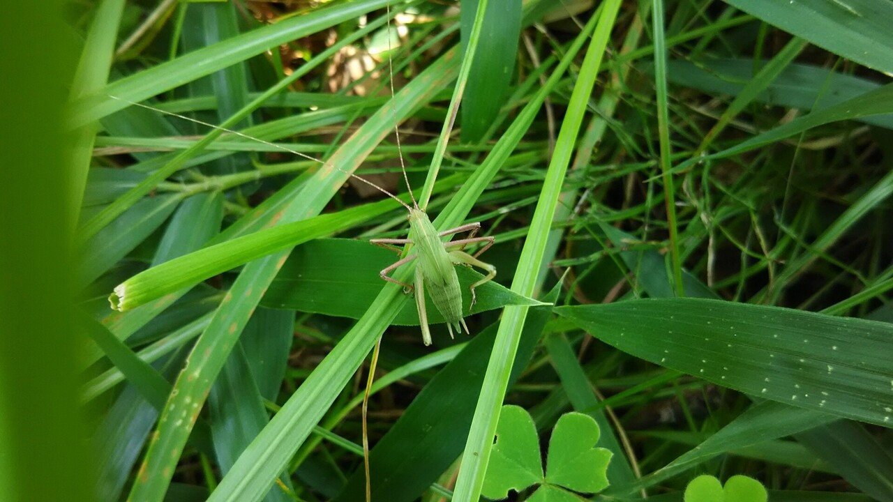 5年前の今日、京都御苑、出町柳。｜もりのまち みずのうた