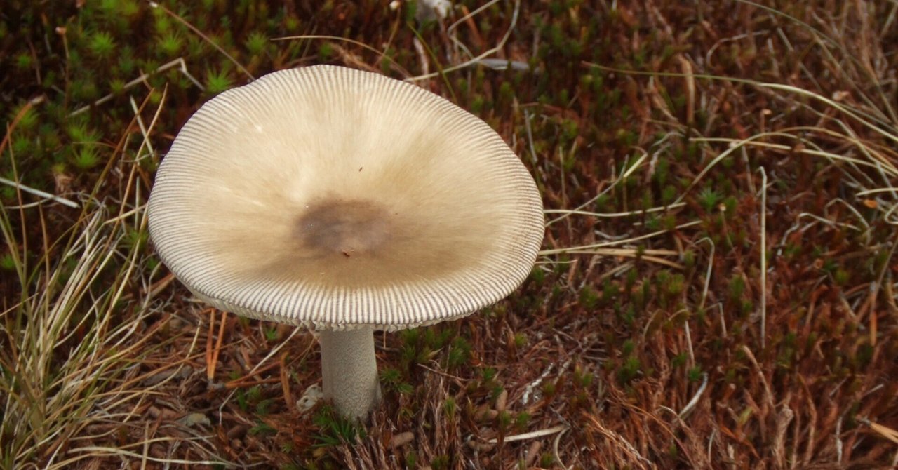 ユリイカ 2022年5月号｜月森吉音 Kitsune Tsukimori｜note