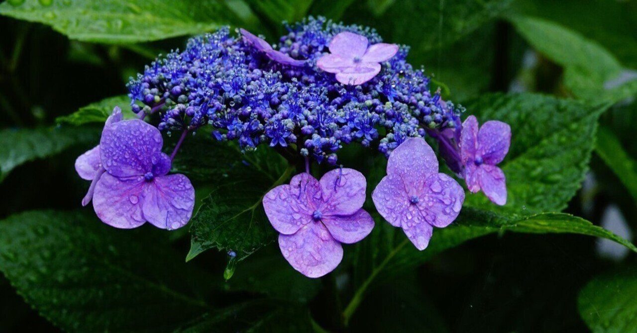 里山の杜に蘇る青春！｜oichan