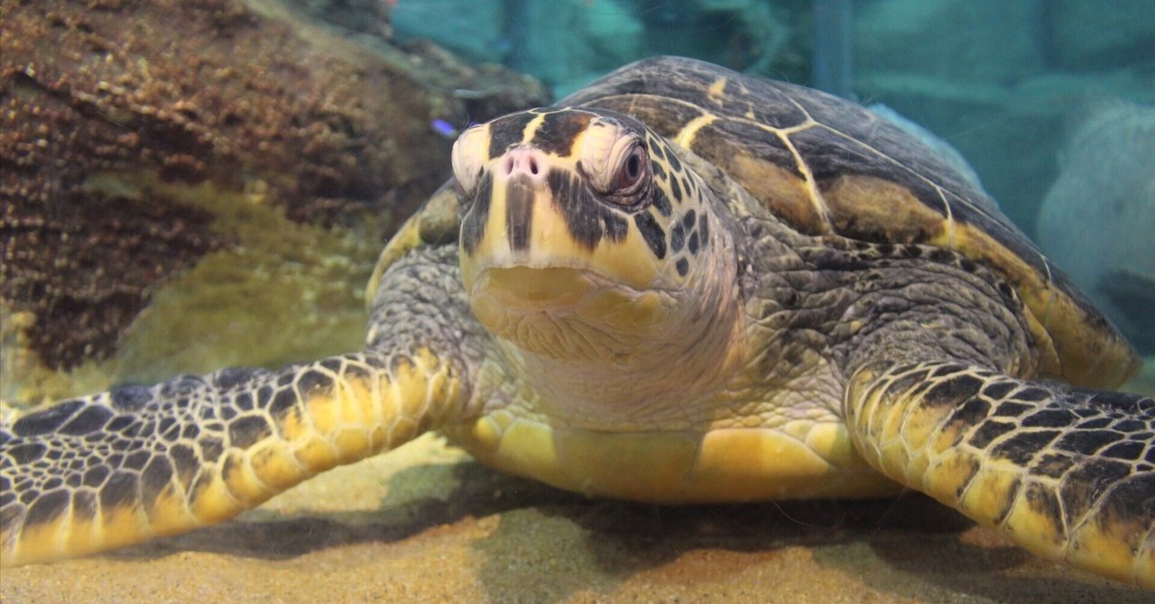 読書メモ：「生活科から社会科へ、そして小学校の歴史教育の可能性を語る」（前半）｜Lapis