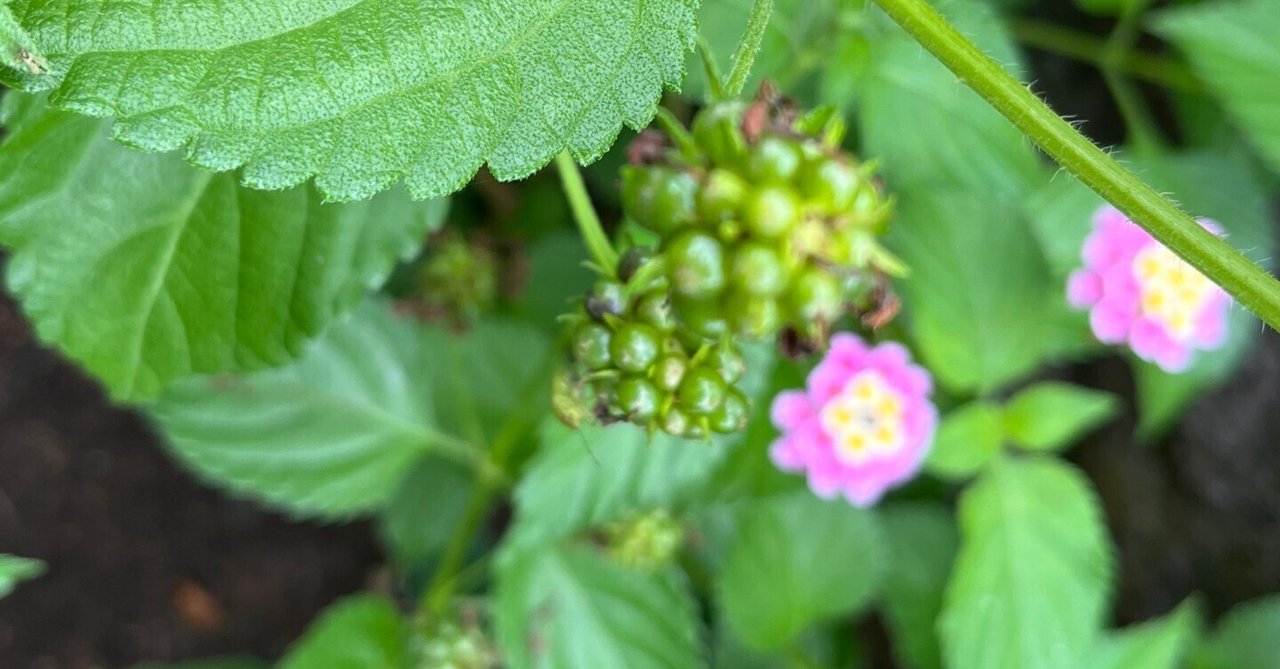 宇津保物語を読む3 忠こそ#8｜久逸文庫主人