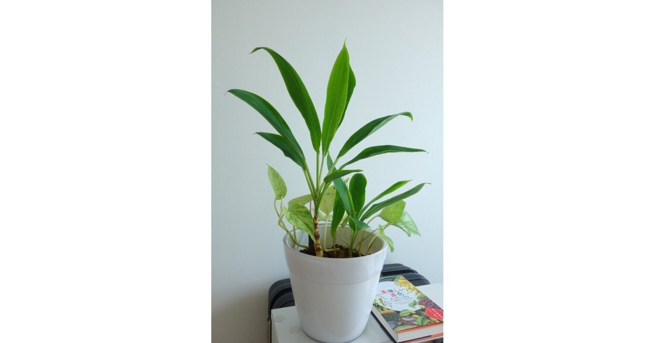 植物の記録｜百日草の日記（休眠中）｜note