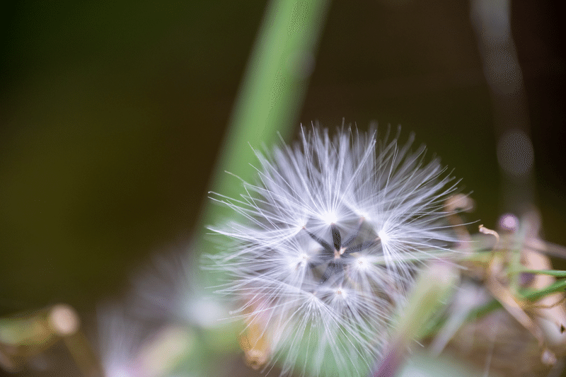 ハイキング＠二上山｜MACRO APO-ULTRON 35mm F2｜ミカヅキ