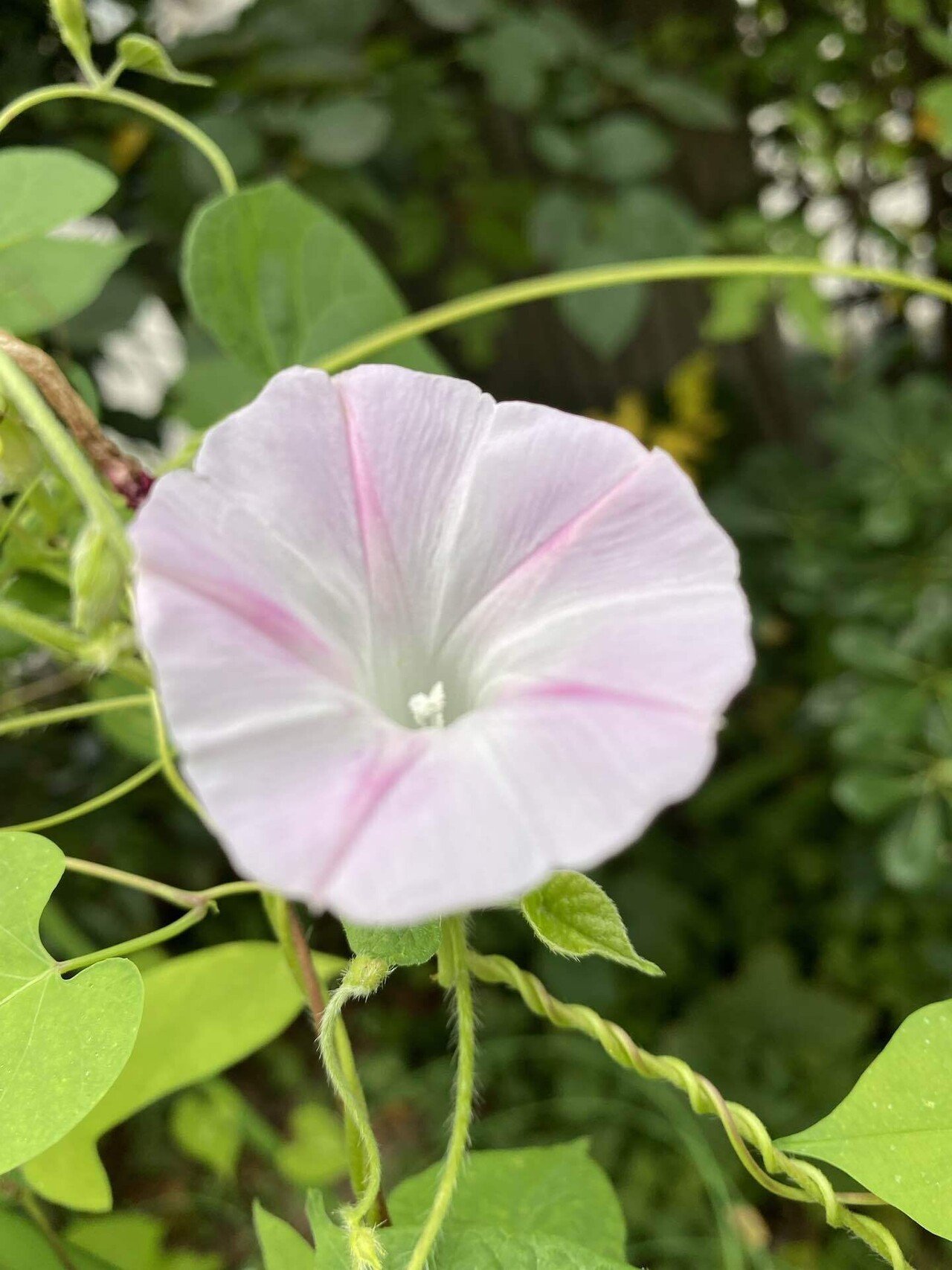 おはようございます8月12日です 自己中心の観点を百八十度回転させる。つまりおのれへの執着を否定する事によって宇宙的な視座からおのれを眺める目 ...