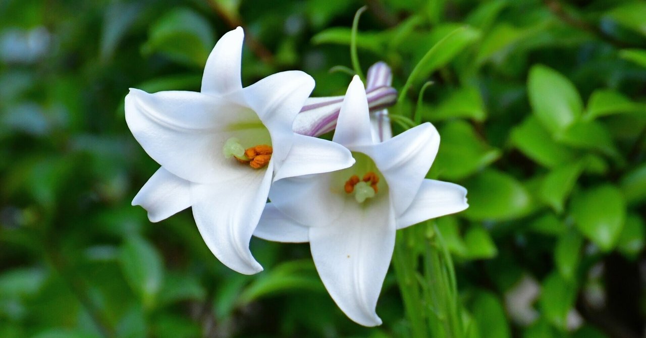 自分軸で生きるお手本、スングアンちゃん｜あぷりこ｜note