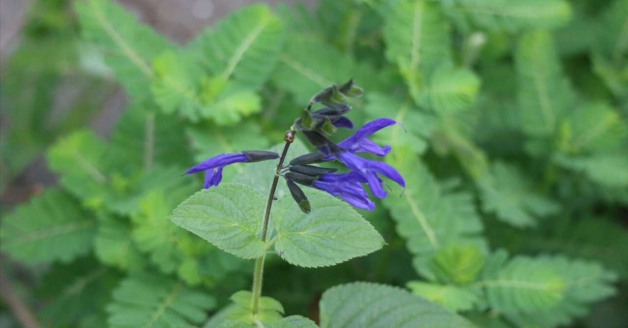 研究成果をオープンアクセスジャーナルに投稿する費用をまかなえない現実｜木山 仁（きやまじん）