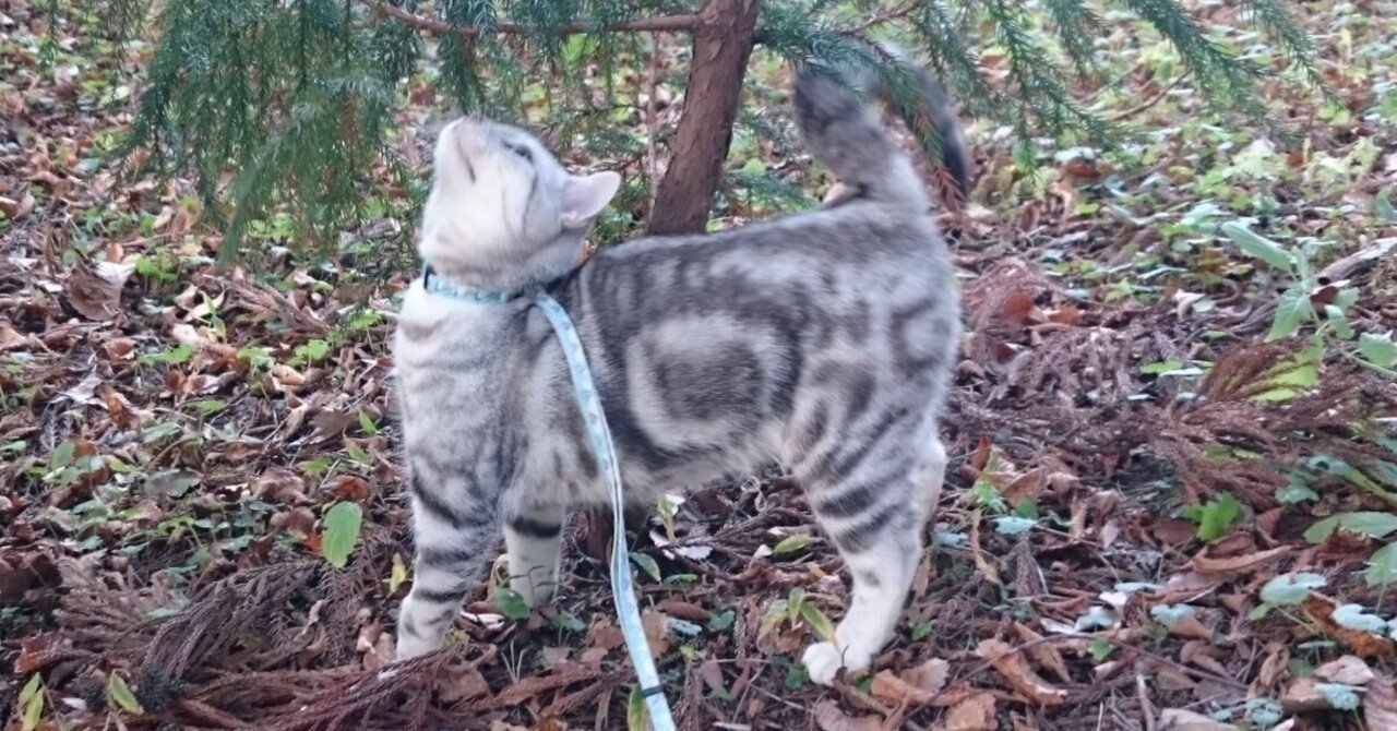 奇跡講座WB実践45 神は心であり、その心とともに私は思考する｜(Linp&Ruru)本当の自分を知り、本当の自分として生きる｜note