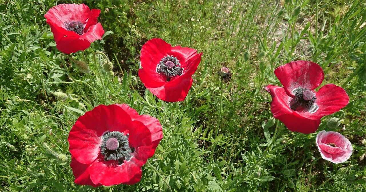 〜Tplus株式会社 インスタ〜｜Tempura集客