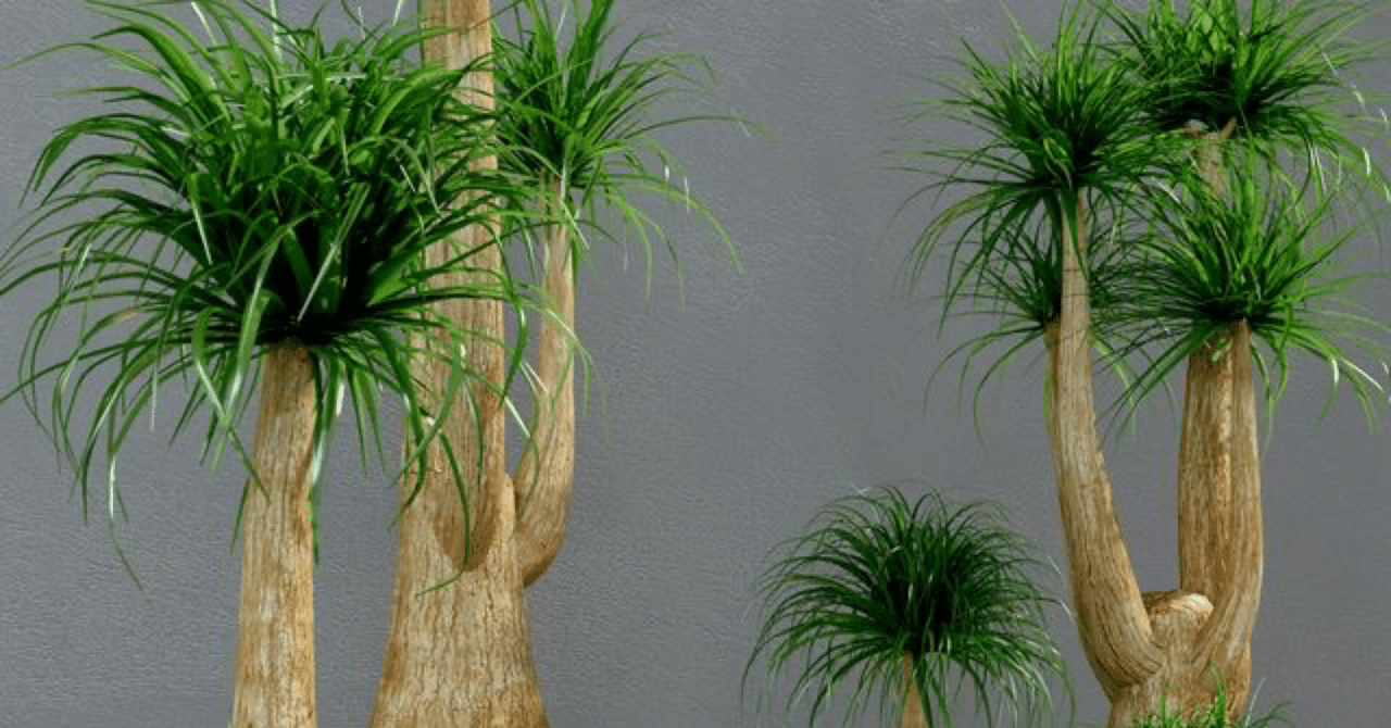 トックリラン｜主婦のブログ☆@フォロバ100%