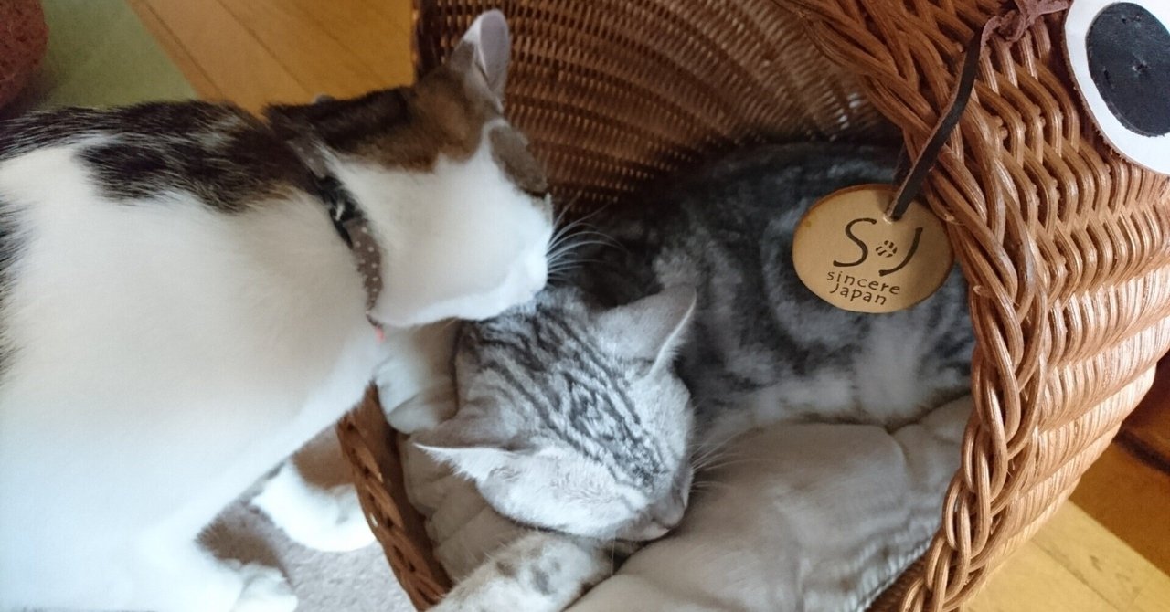 奇跡講座WB実践46 神は愛であり、その愛の中で私は赦す｜(Linp&Ruru)本当の自分を知り、本当の自分として生きる｜note