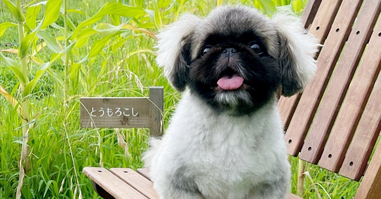 編集長・ポン太のひとりごと｜五日市まちづくり通信