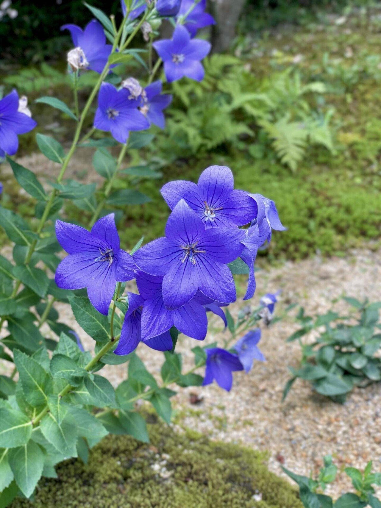 蒙霧升降・ふかききりまとう「8月17日～8月22日頃」｜Mana(まな) 旅と日々。