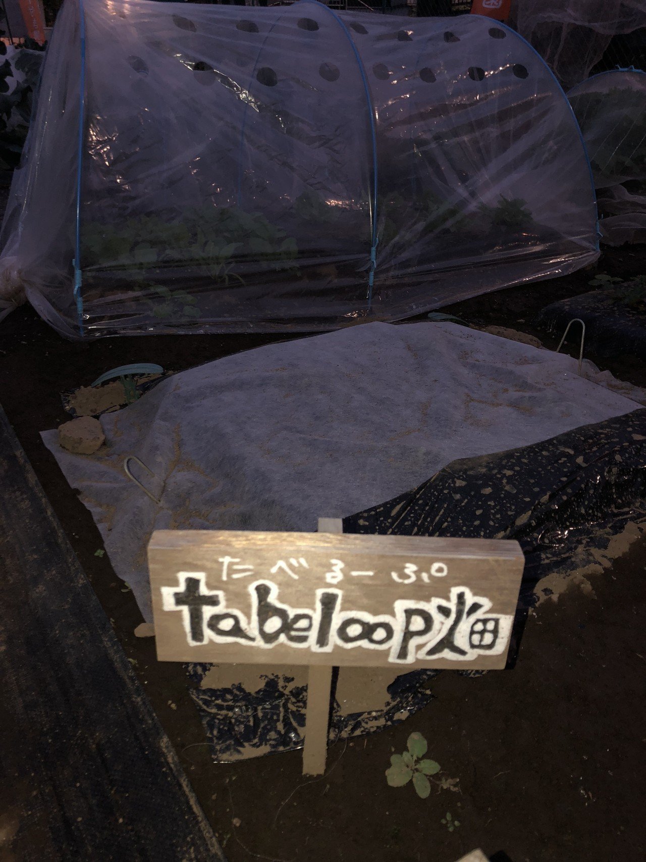 tabeloop畑｜tabeloop