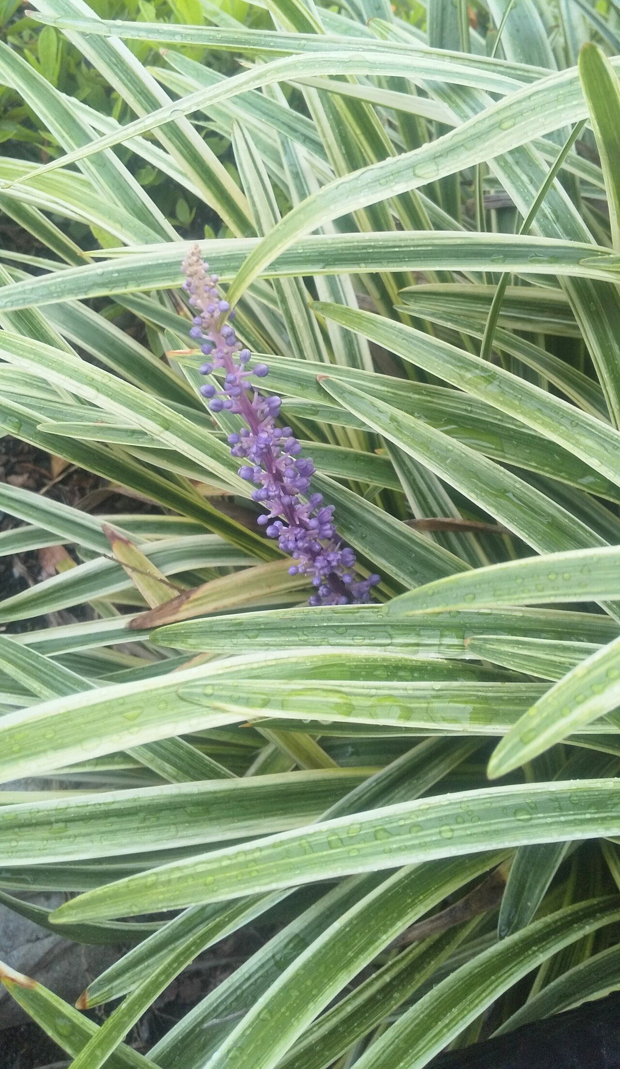 言うことがありすぎて、何も言うことはないよ。 https://note.com/ohayou_yonechan/n/nc81c82fab385 ありがとう。 おはよう。｜おはようよねちゃん ...